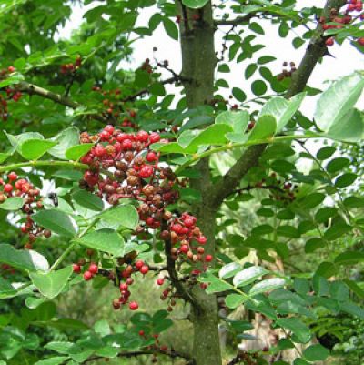 Helios Homeopathy - Xanthoxylum