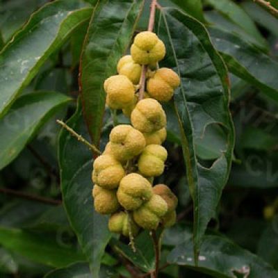 Helios Homeopathy - Croton tiglium