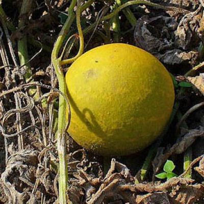 Helios Homeopathy - Colocynth