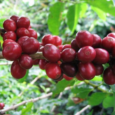 Helios Homeopathy - Coffea cruda