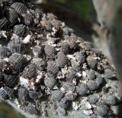 Helios Homeopathy - Coccus cacti