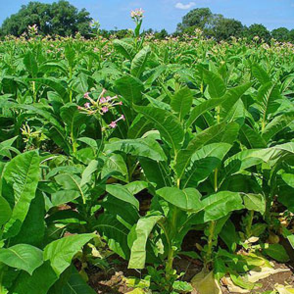 Helios Homeopathy - Tabacum